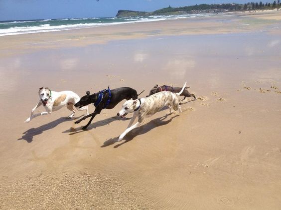 Whippets – Whippet Mama
