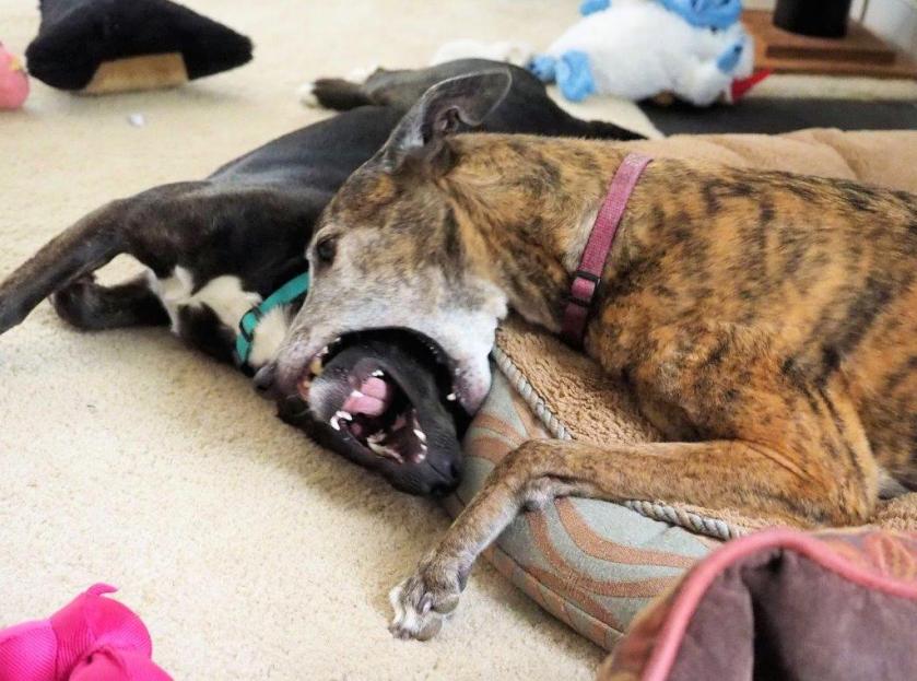 Whippets – Whippet Mama